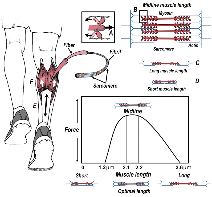 Smarter Than Static Stretching: Prolonged Isometric Contractions ...